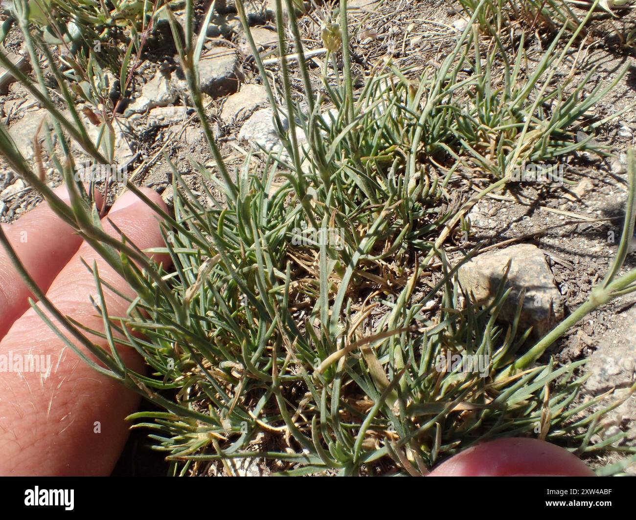 ballhead sandwort (Eremogone congesta) Plantae Stock Photo - Alamy