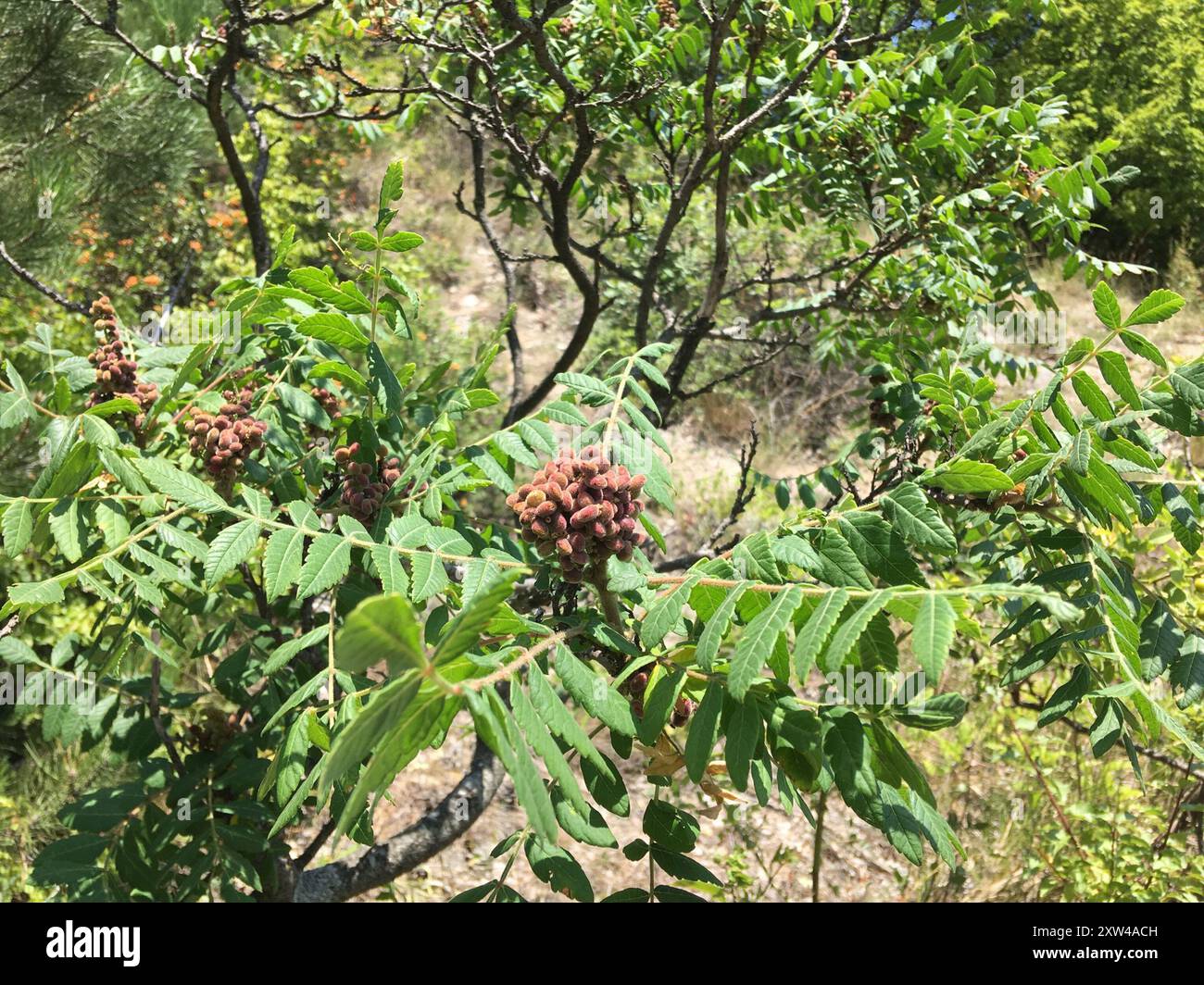 Tanner's sumac (Rhus coriaria) Plantae Stock Photo - Alamy