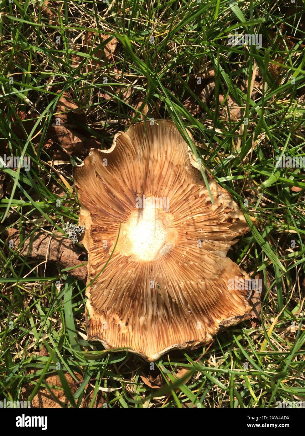 Brown Roll-Rim (Paxillus involutus) Fungi Stock Photo - Alamy
