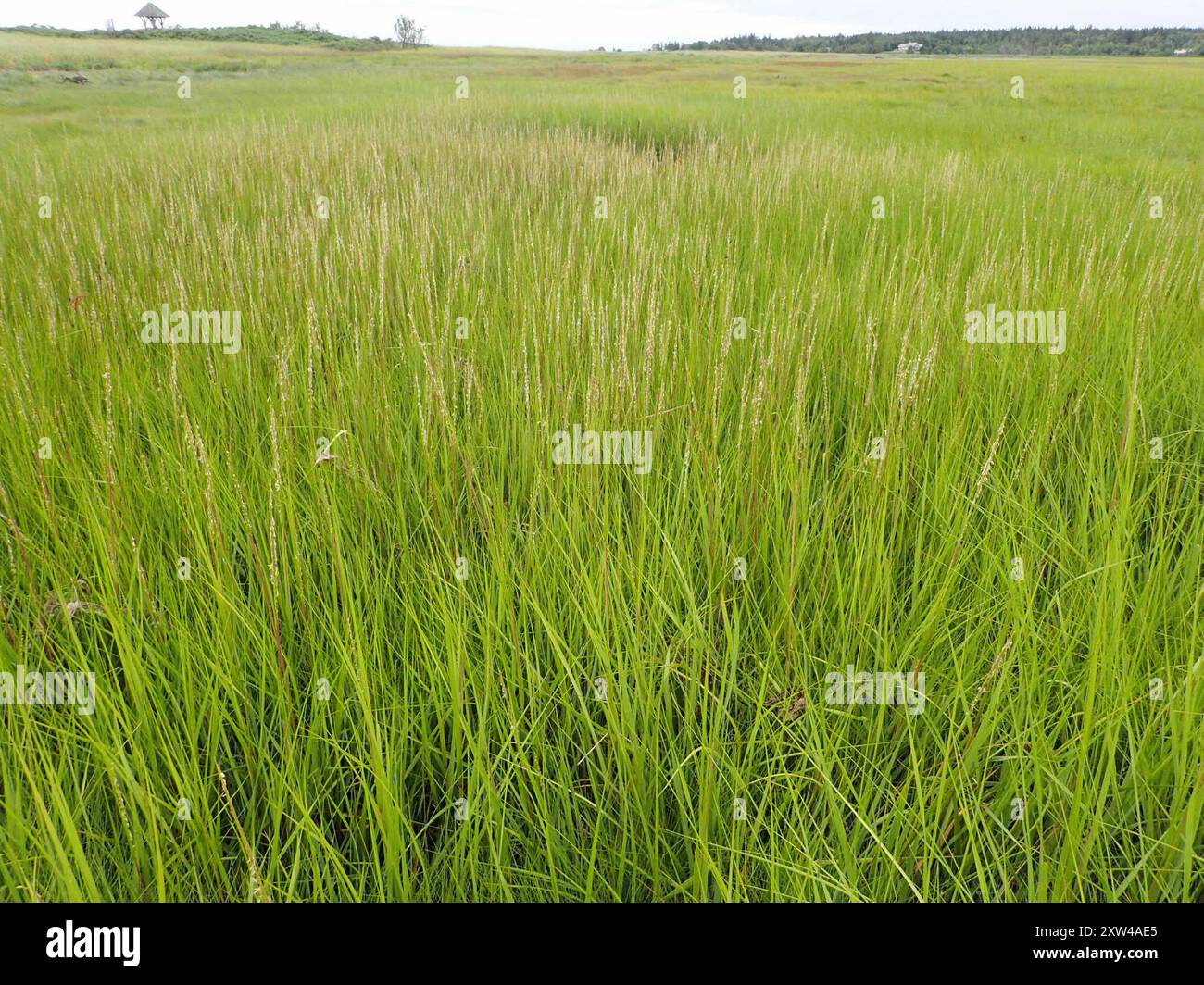 Saltmarsh Cordgrass (Sporobolus alterniflorus) Plantae Stock Photo - Alamy
