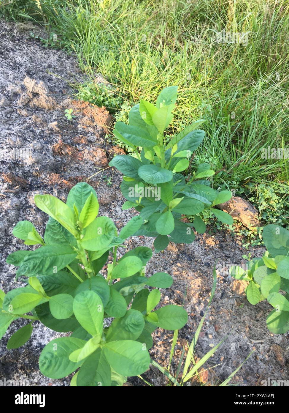 Showy Rattlebox (Crotalaria spectabilis) Plantae Stock Photo - Alamy