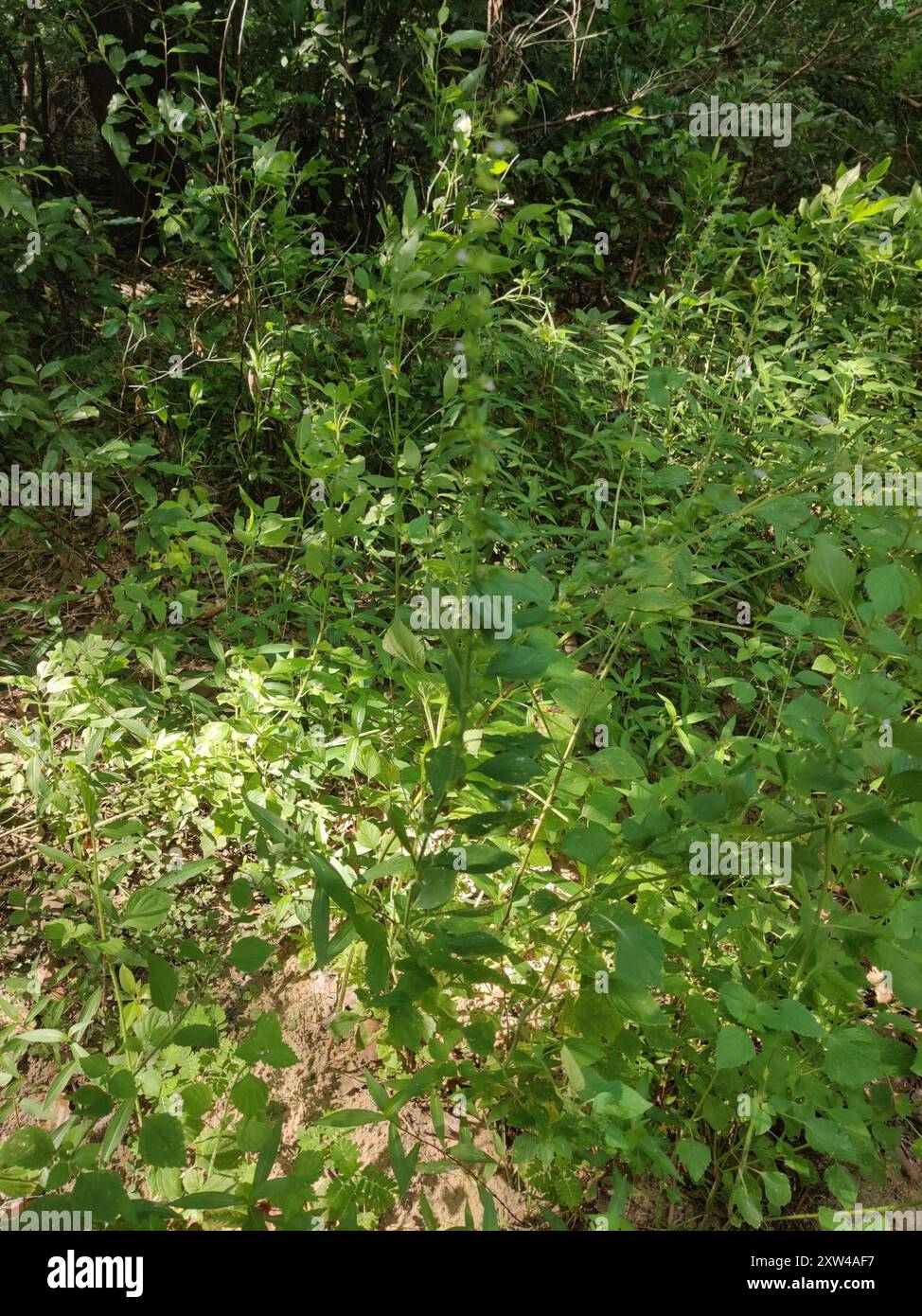 Tropical Bushmint (Hyptis mutabilis) Plantae Stock Photo - Alamy