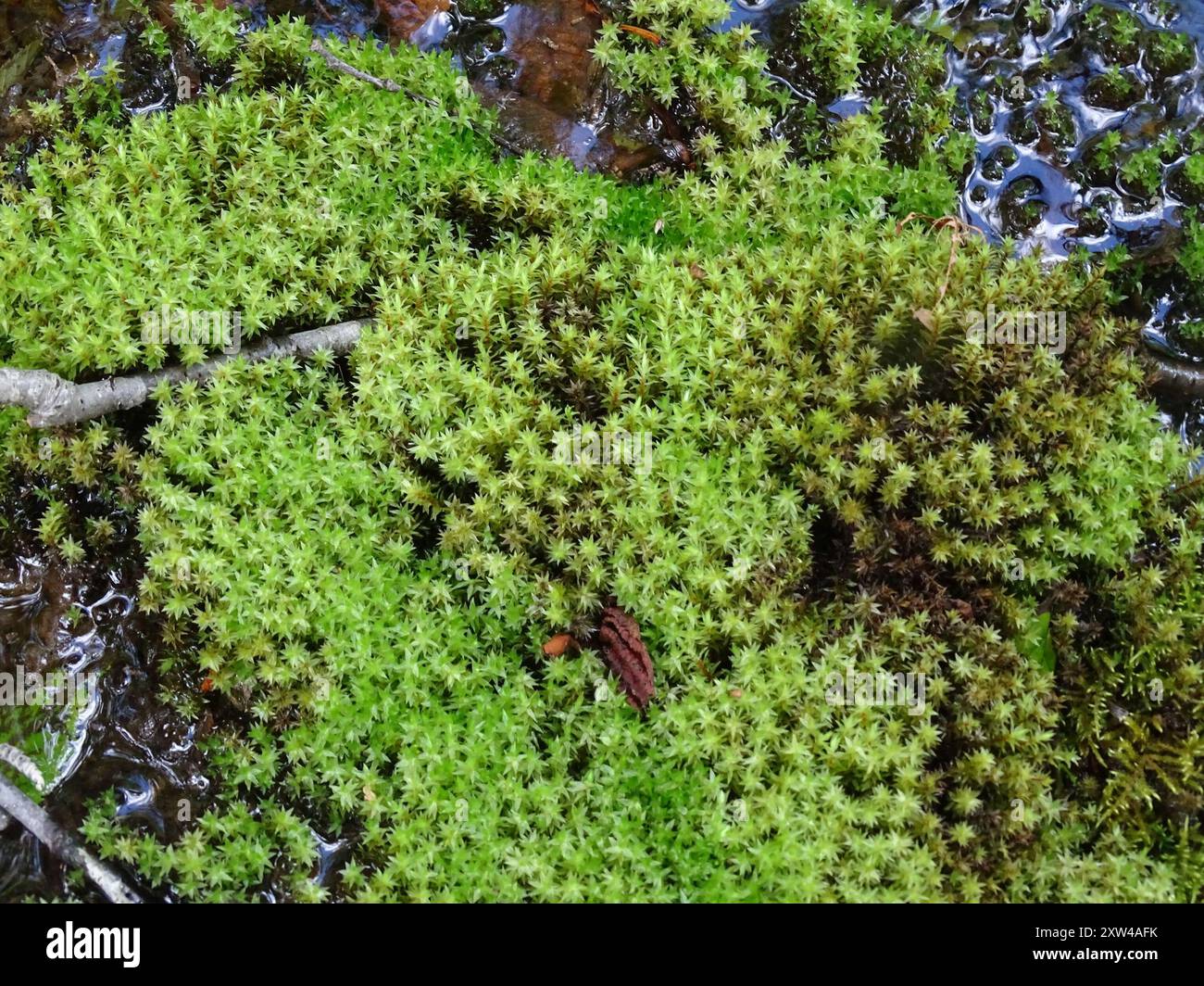 Long-leaved Thread Moss (Ptychostomum pseudotriquetrum) Plantae Stock ...