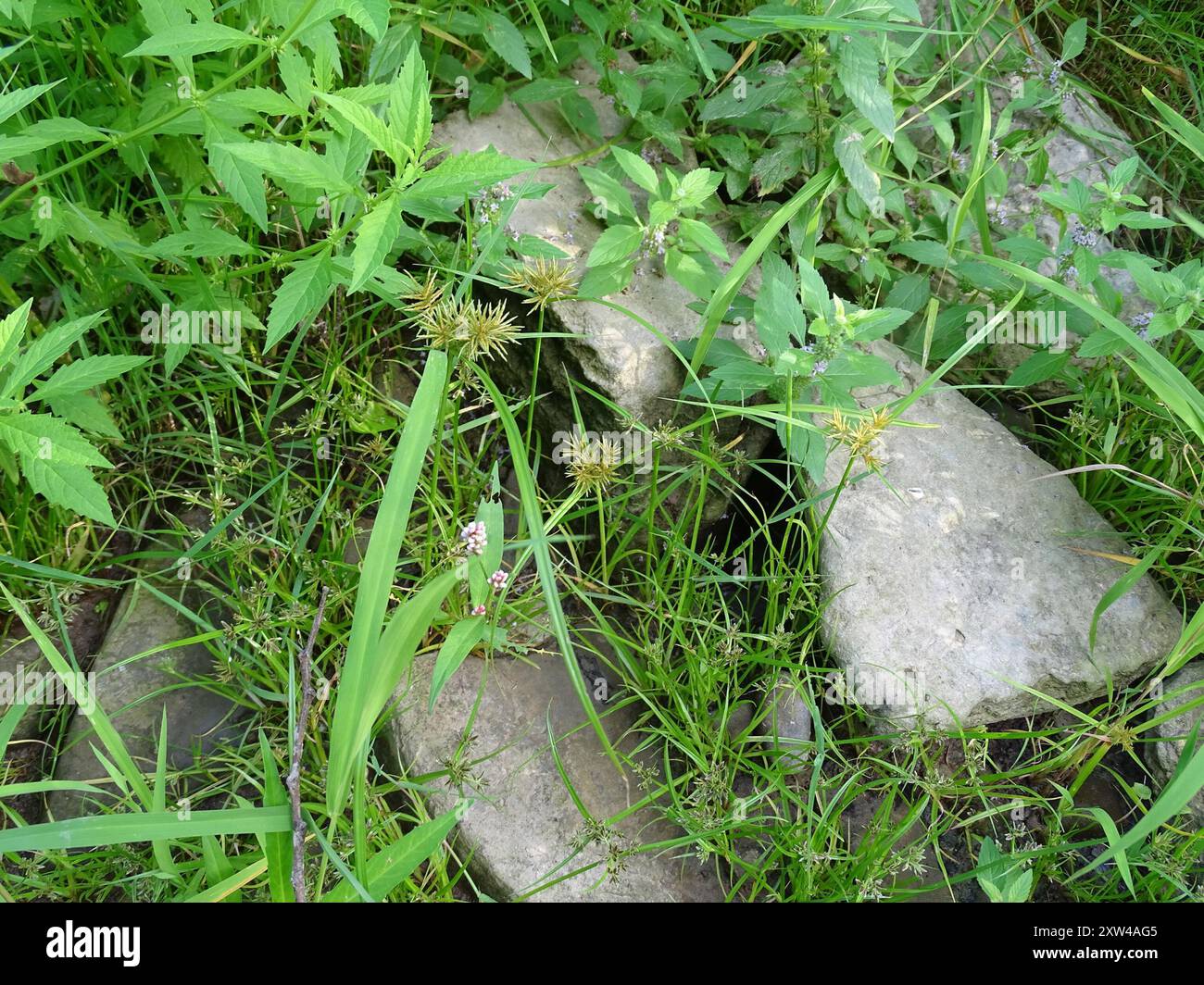 Fragrant flatsedge (Cyperus odoratus) Plantae Stock Photo - Alamy