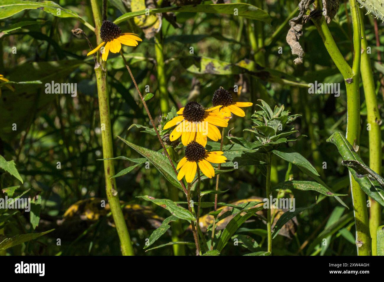 brown-eyed Susan (Rudbeckia triloba) Plantae Stock Photo - Alamy