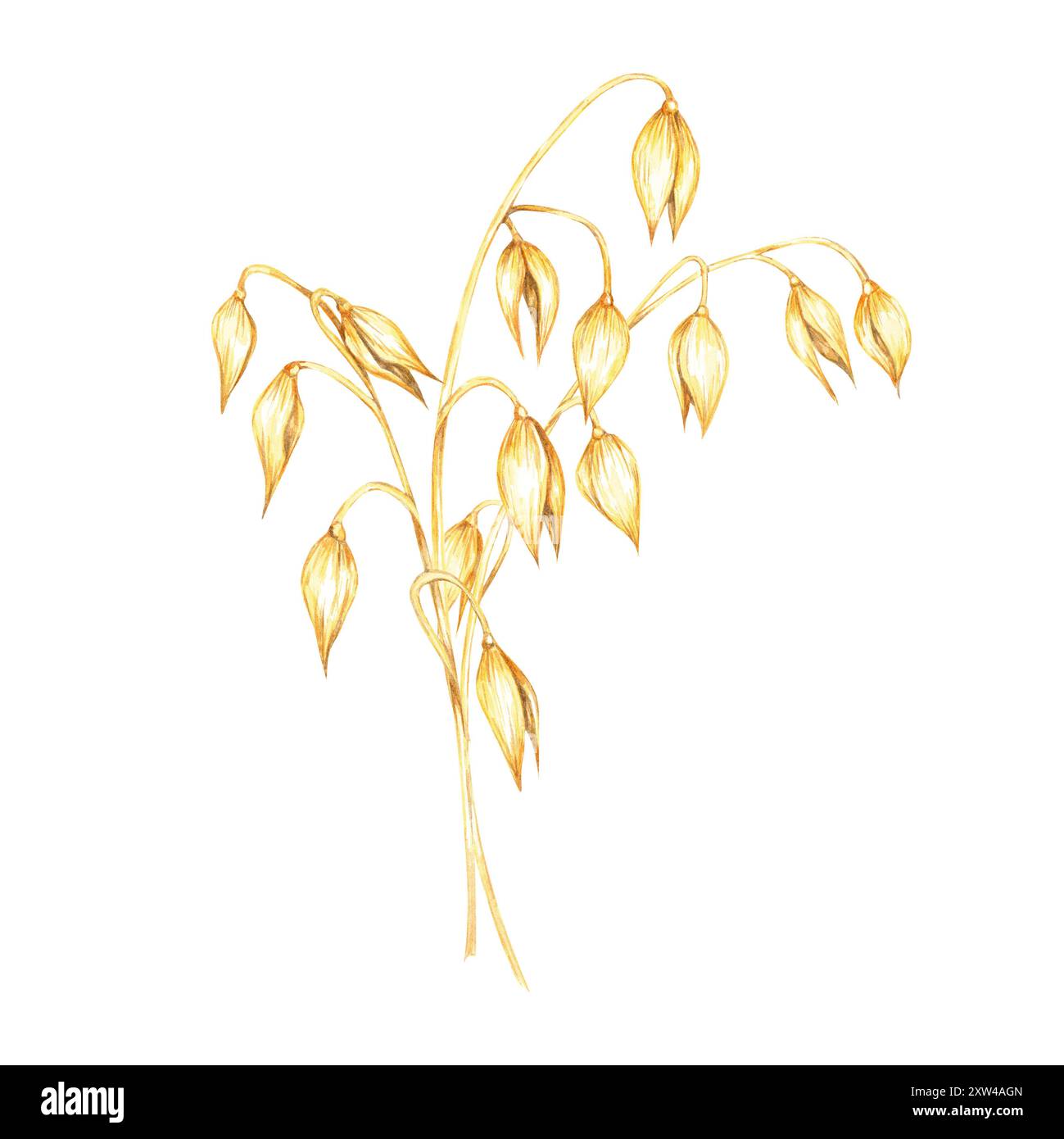 Oat stem with densely packed golden-yellow grains. Avena sativa ...