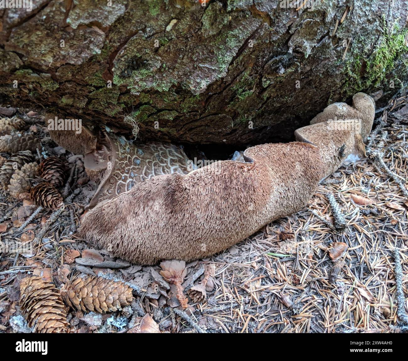 shingled hedgehog (Sarcodon imbricatus) Fungi Stock Photo - Alamy