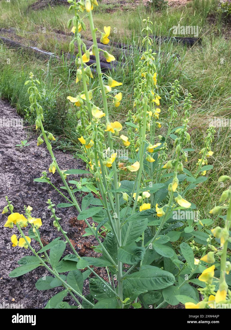 Showy Rattlebox (Crotalaria spectabilis) Plantae Stock Photo - Alamy