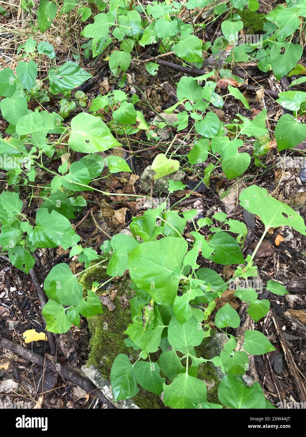 Wild Four o'Clock (Mirabilis nyctaginea) Plantae Stock Photo - Alamy