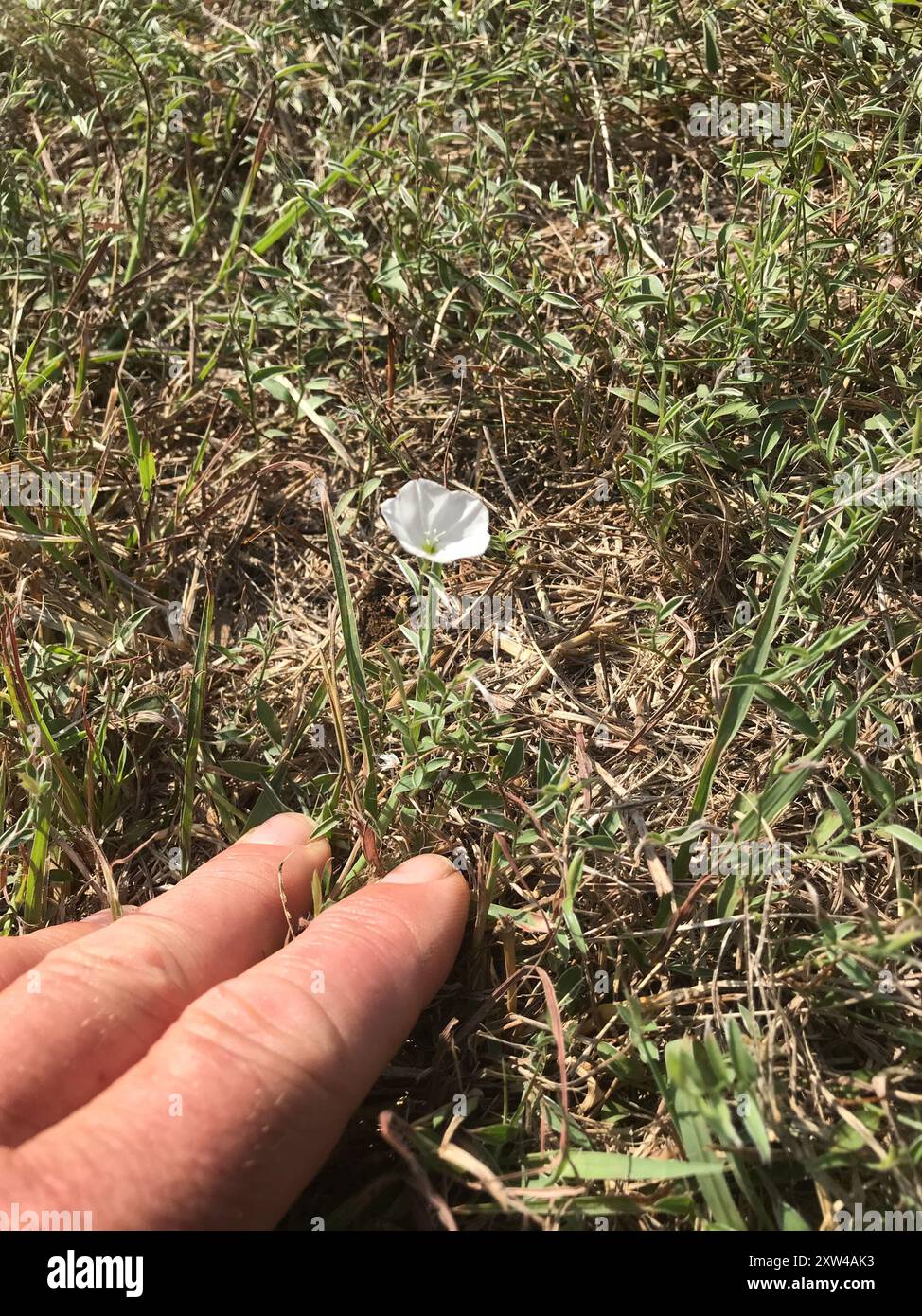 silky evolvulus (Evolvulus sericeus) Plantae Stock Photo - Alamy