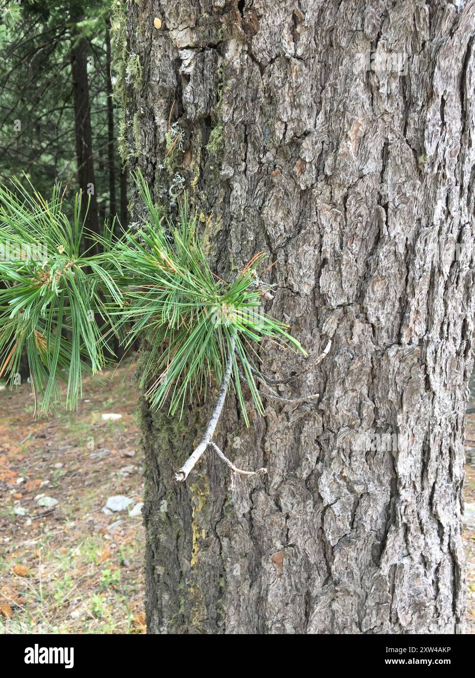 southwestern white pine (Pinus strobiformis) Plantae Stock Photo - Alamy