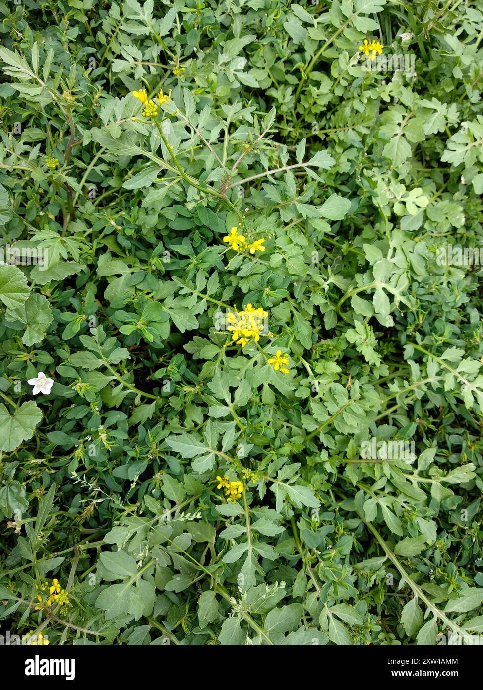 Creeping Yellowcress (Rorippa sylvestris) Plantae Stock Photo - Alamy