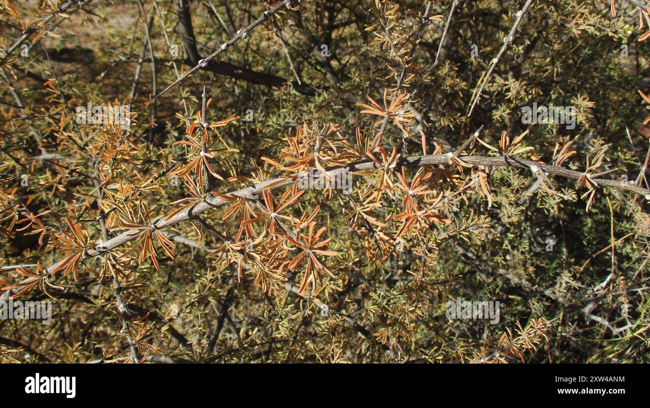 Kalahari Gold (Rhigozum brevispinosum) Plantae Stock Photo - Alamy