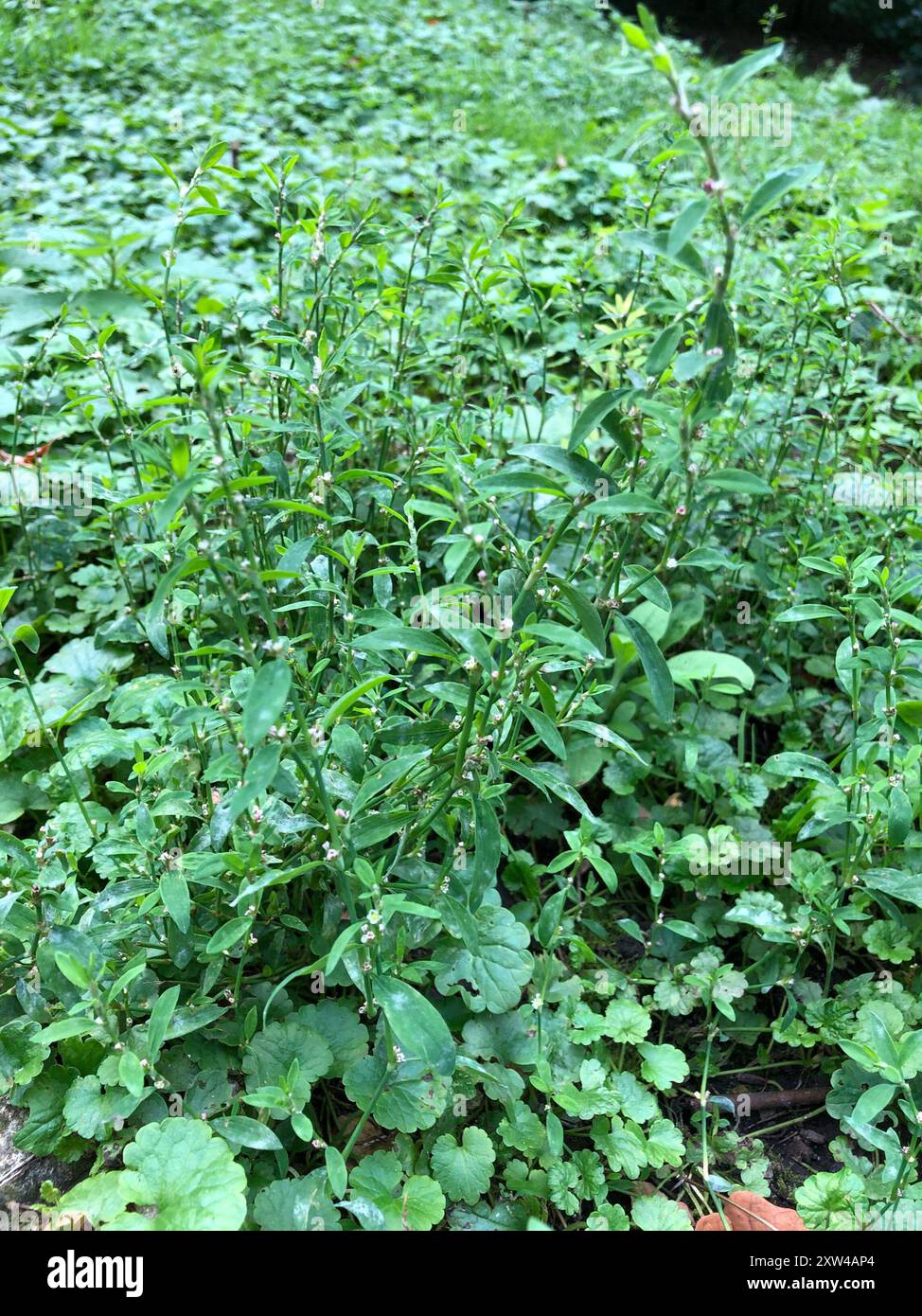 Common Knotgrass Complex (Polygonum aviculare) Plantae Stock Photo - Alamy