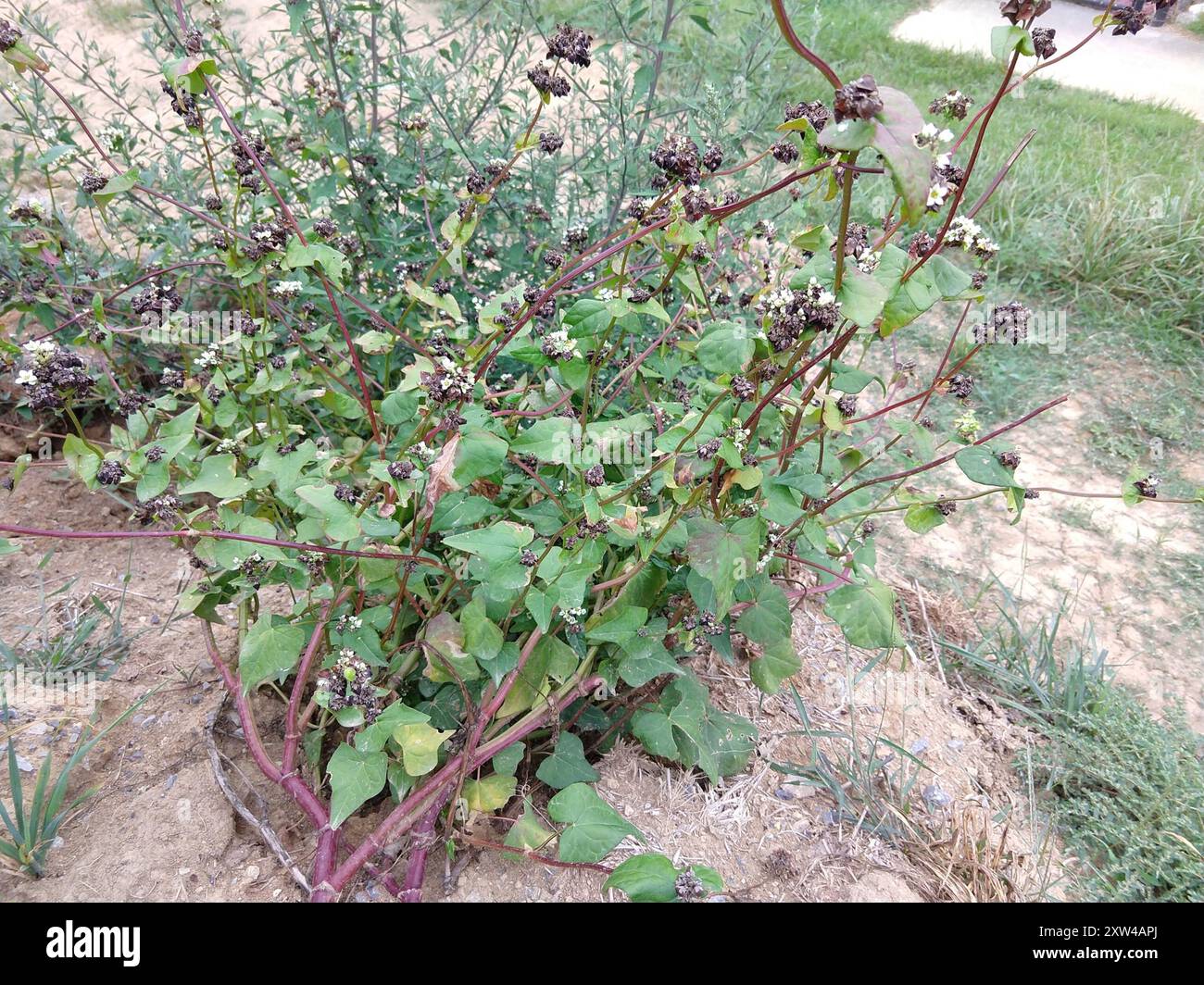 Common Buckwheat (Fagopyrum esculentum) Plantae Stock Photo - Alamy