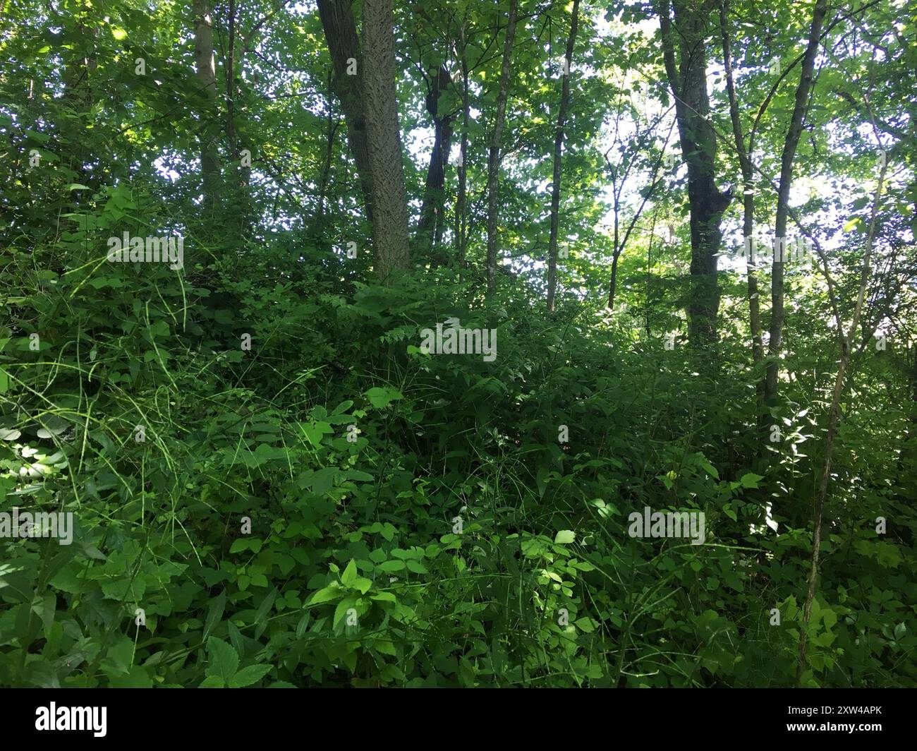 American gromwell (Lithospermum latifolium) Plantae Stock Photo - Alamy