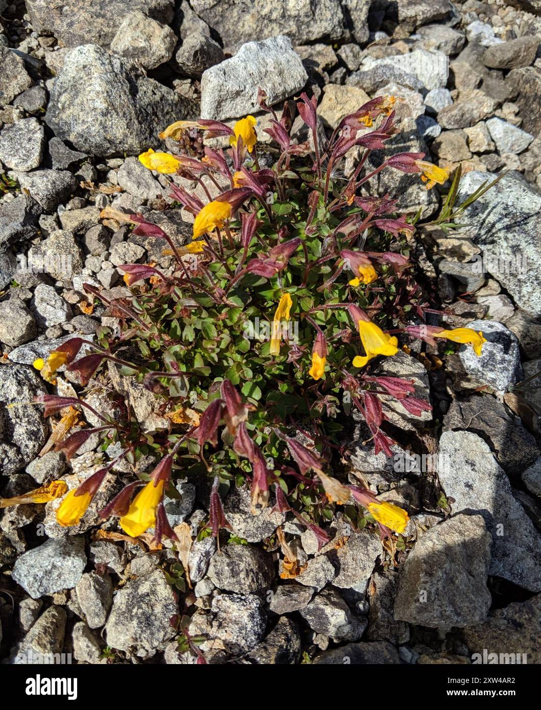Subalpine Monkeyflower (Erythranthe caespitosa) Plantae Stock Photo - Alamy