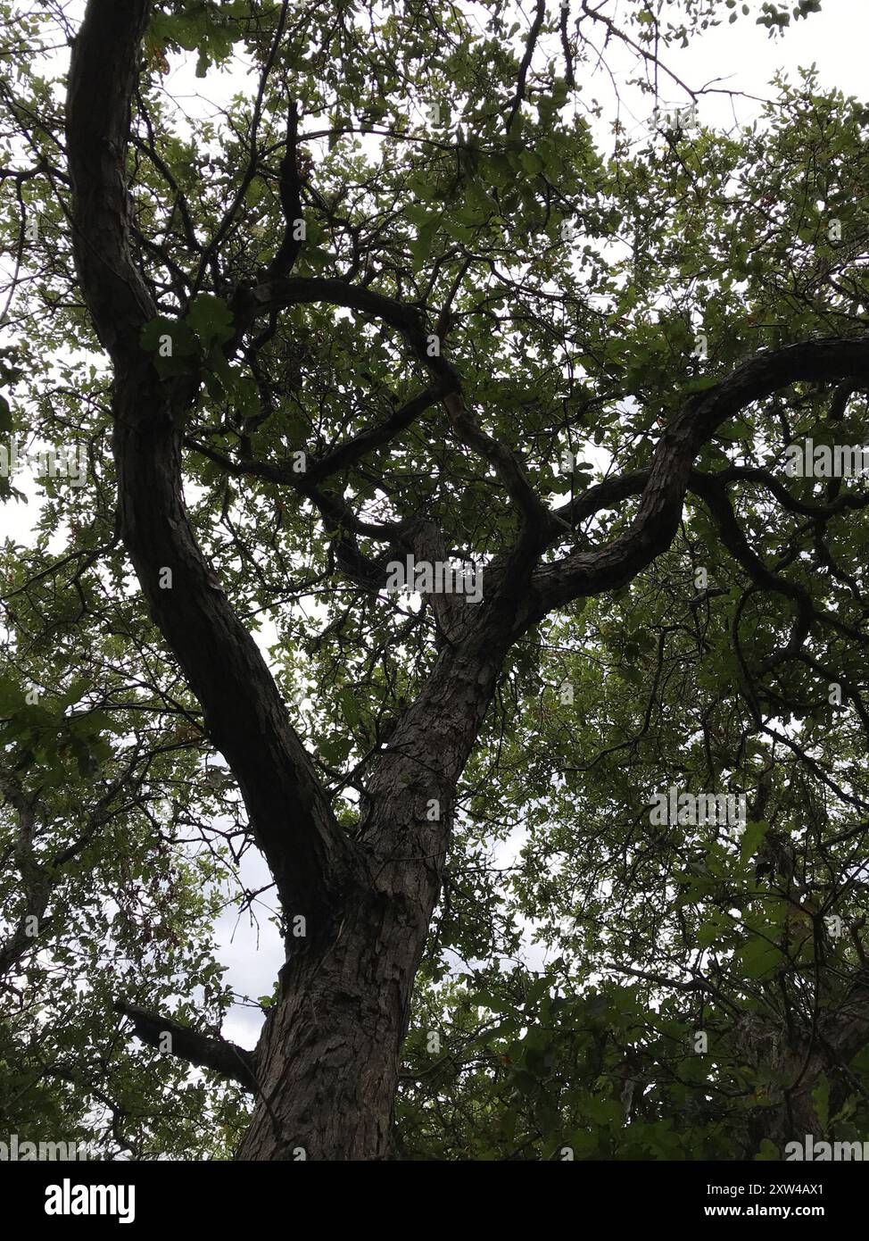 White Shin Oak (Quercus sinuata breviloba) Plantae Stock Photo - Alamy