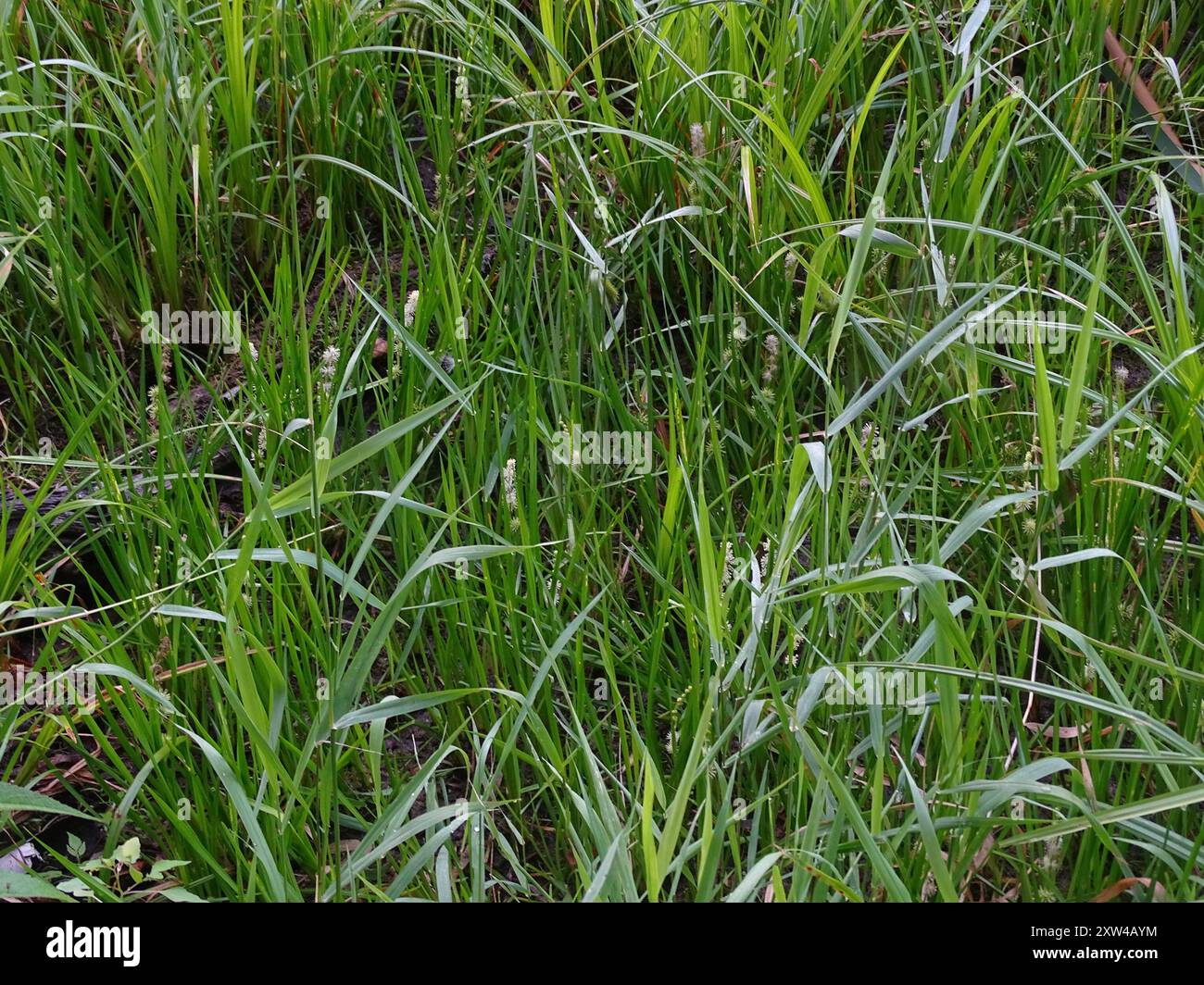 unbranched bur-reed (Sparganium emersum) Plantae Stock Photo - Alamy