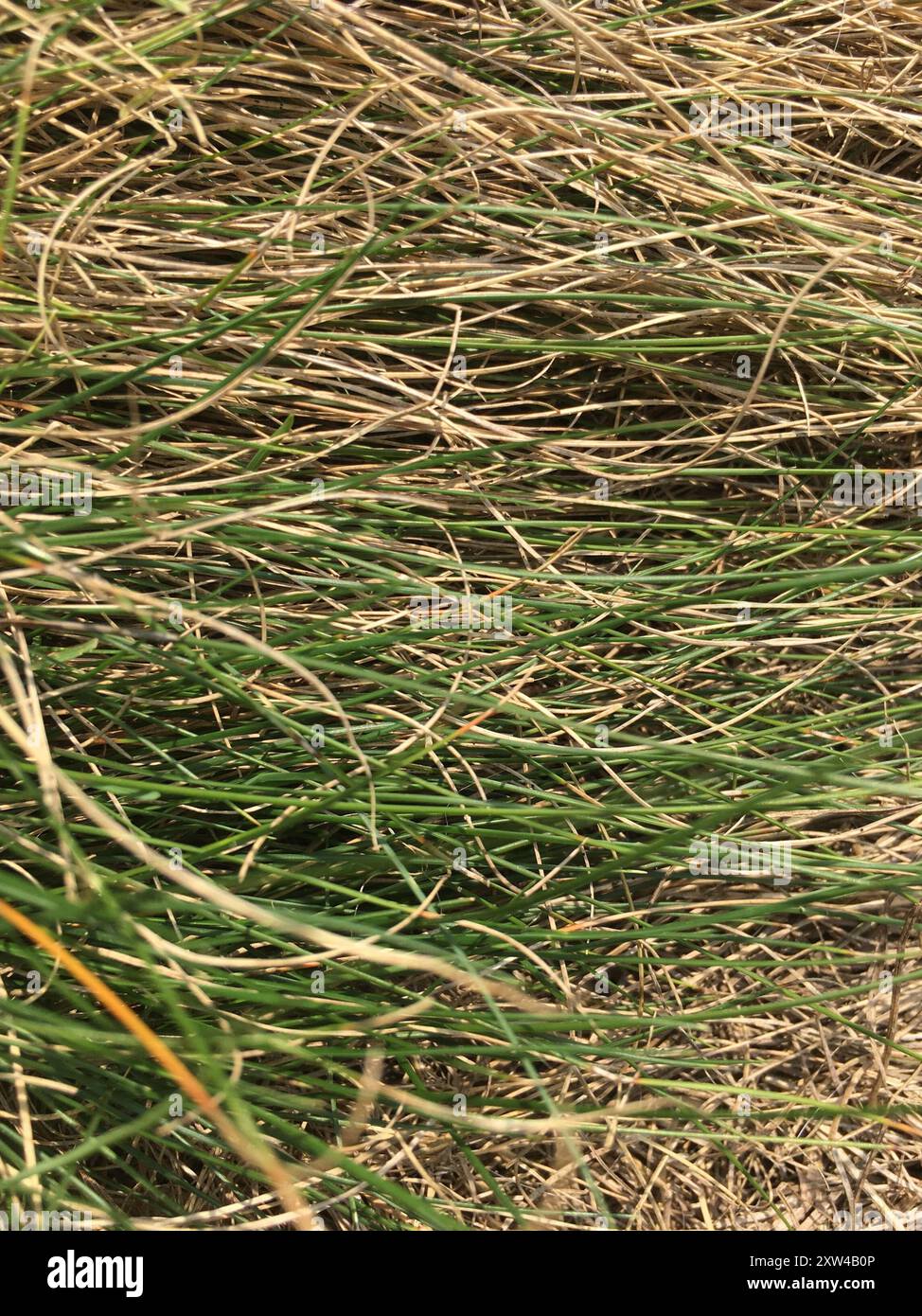 red fescue (Festuca rubra) Plantae Stock Photo - Alamy
