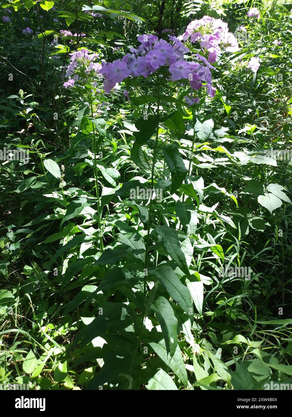 fall phlox (Phlox paniculata) Plantae Stock Photo - Alamy