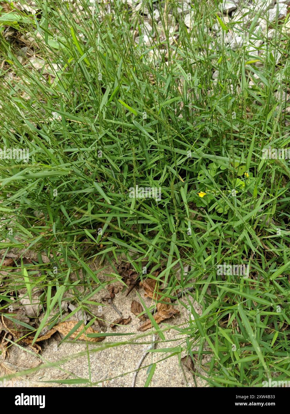 nimblewill (Muhlenbergia schreberi) Plantae Stock Photo - Alamy