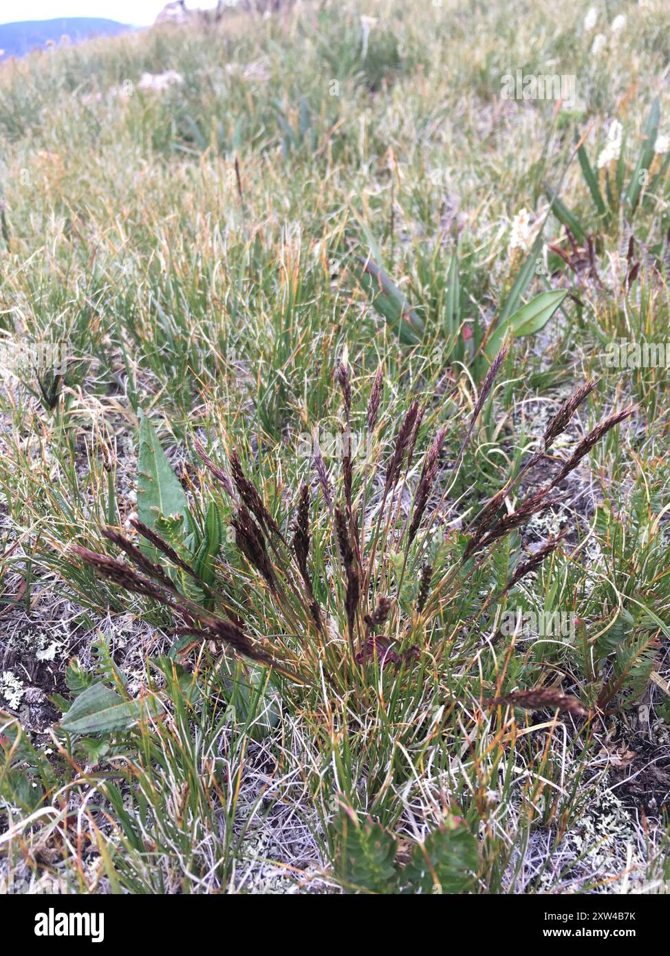 little fescue (Festuca minutiflora) Plantae Stock Photo - Alamy