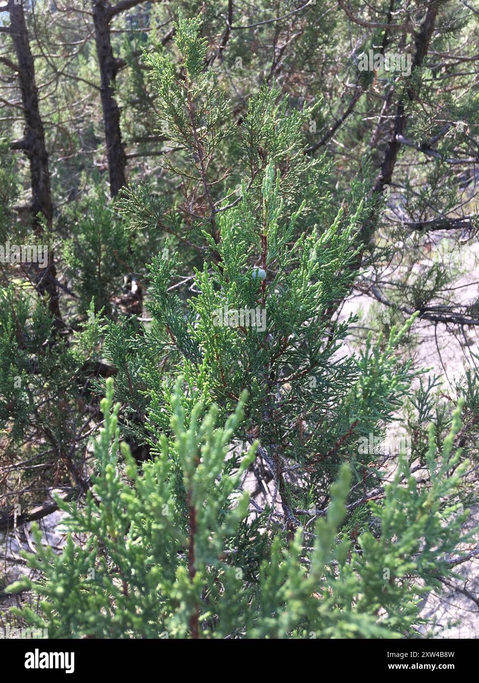 Greek juniper (Juniperus excelsa) Plantae Stock Photo - Alamy
