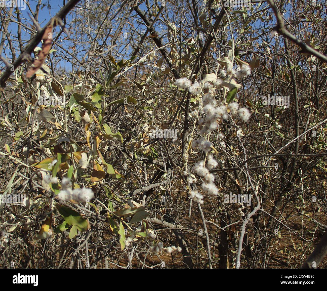 Wild Camphorbush (Tarchonanthus camphoratus) Plantae Stock Photo - Alamy