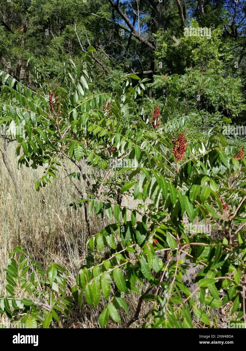 smooth sumac (Rhus glabra) Plantae Stock Photo - Alamy