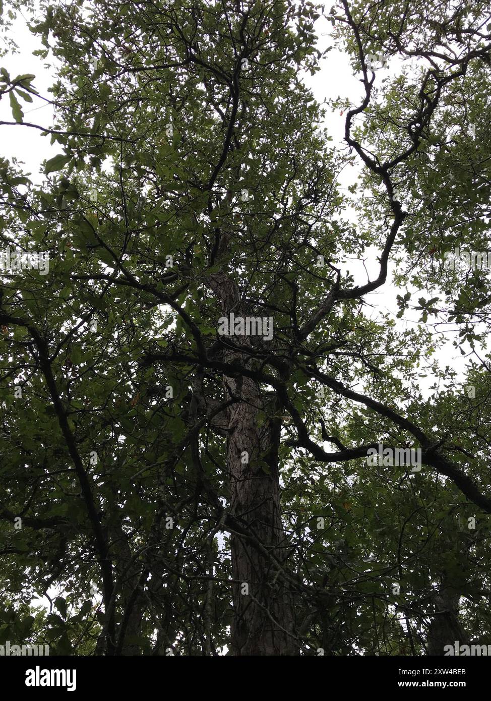 White Shin Oak (Quercus sinuata breviloba) Plantae Stock Photo - Alamy