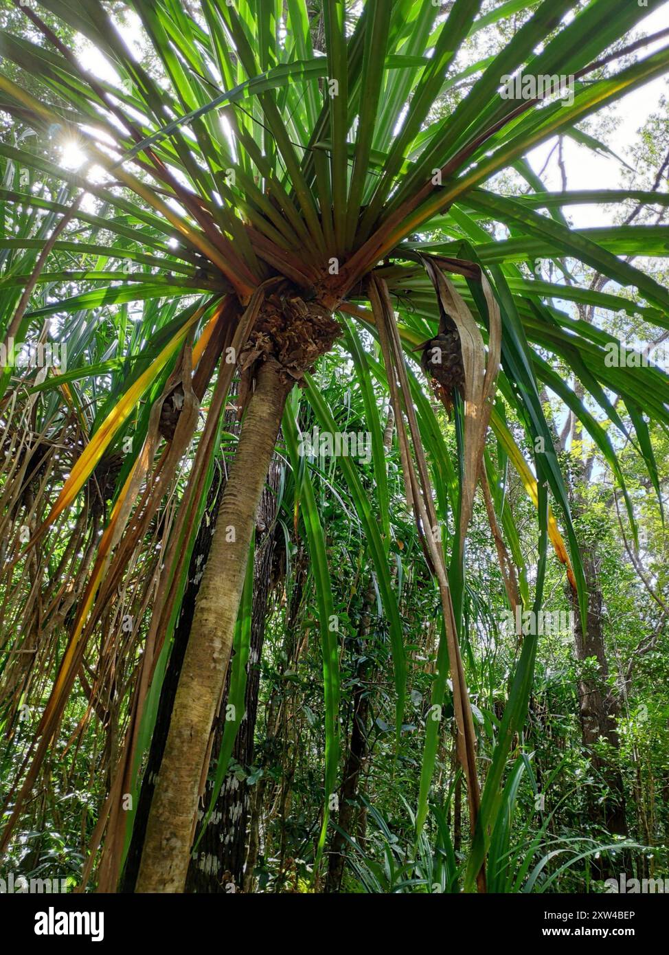 thatch screwpine (Pandanus tectorius) Plantae Stock Photo - Alamy