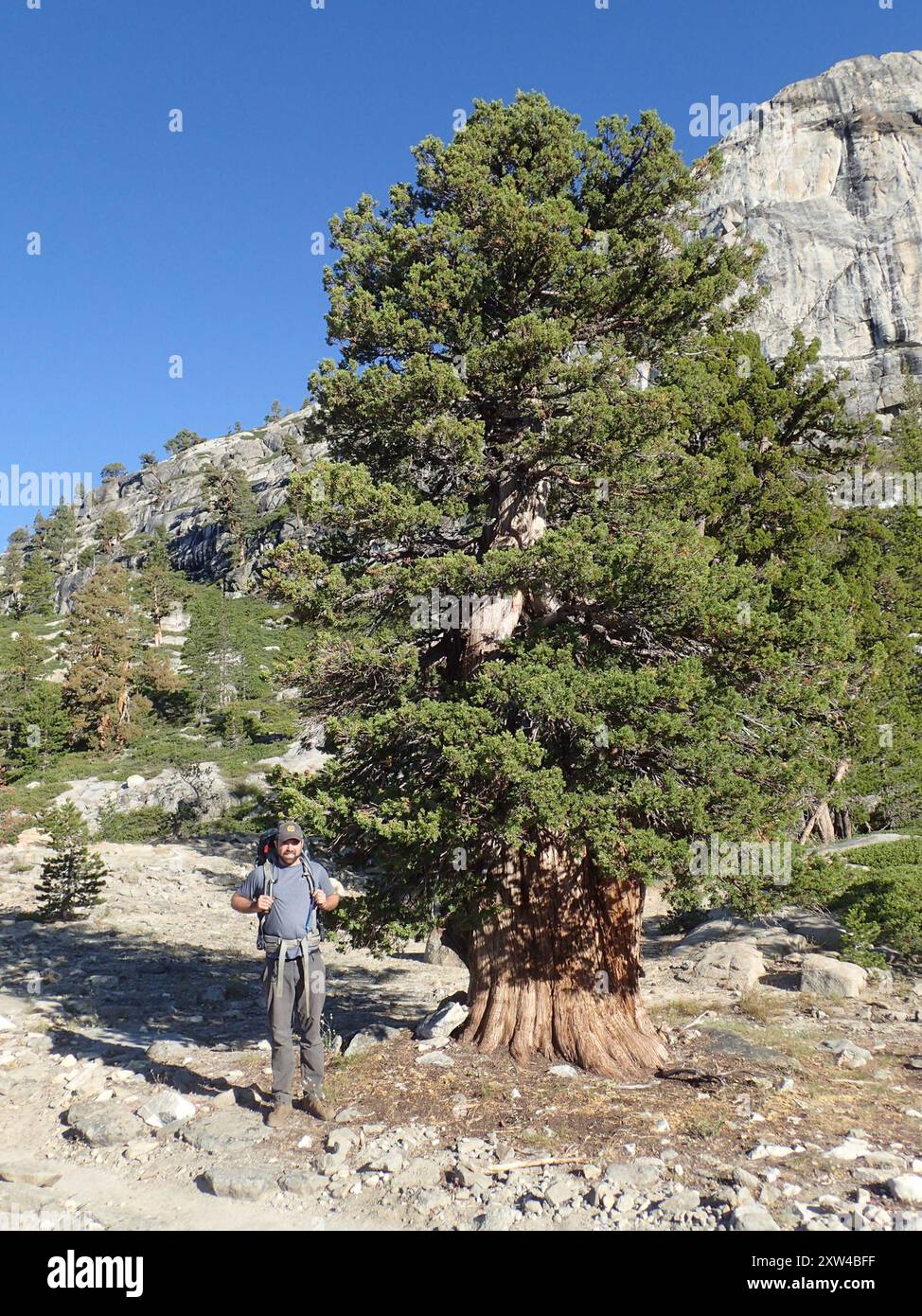 Juniperus grandis hi-res stock photography and images - Alamy