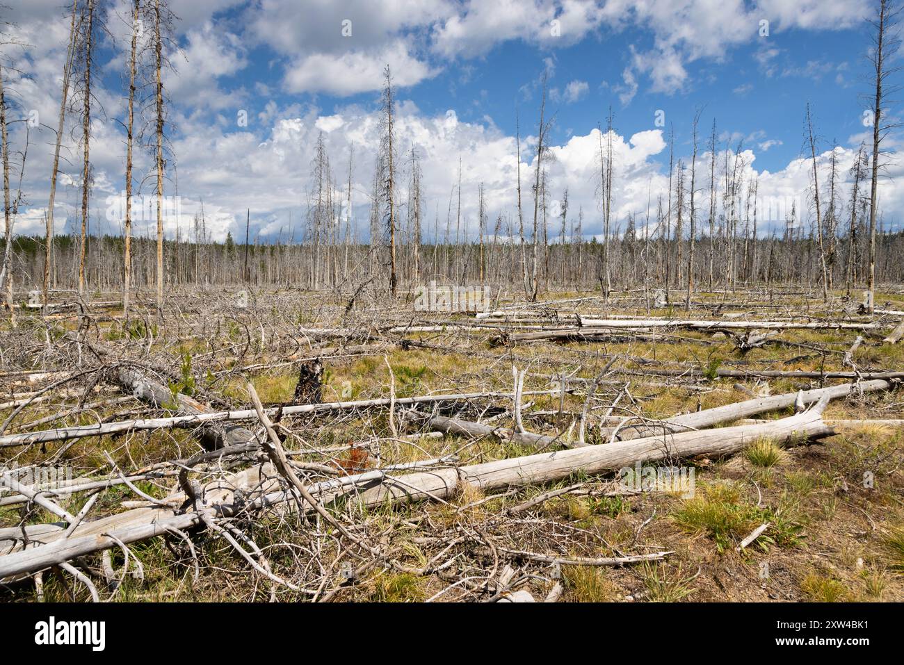 Forest fire burn leftover from the Berry Fire of 2016 producing new ...