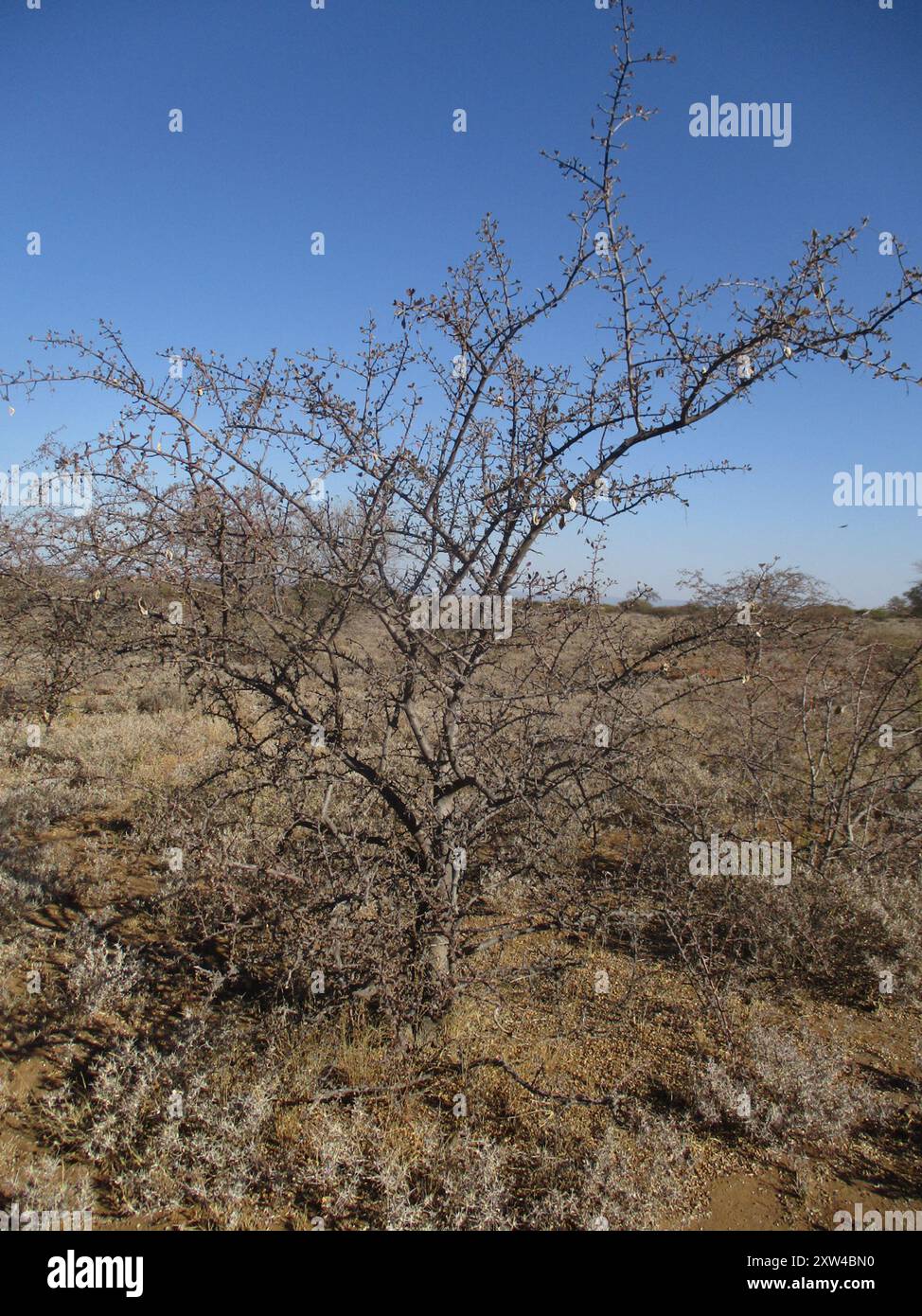 Purplepod clusterleaf (Terminalia prunioides) Plantae Stock Photo - Alamy