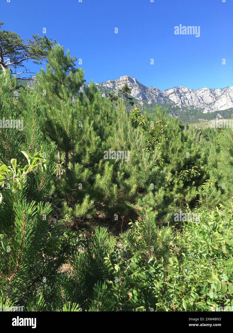 Crimean Pine (Pinus nigra pallasiana) Plantae Stock Photo - Alamy