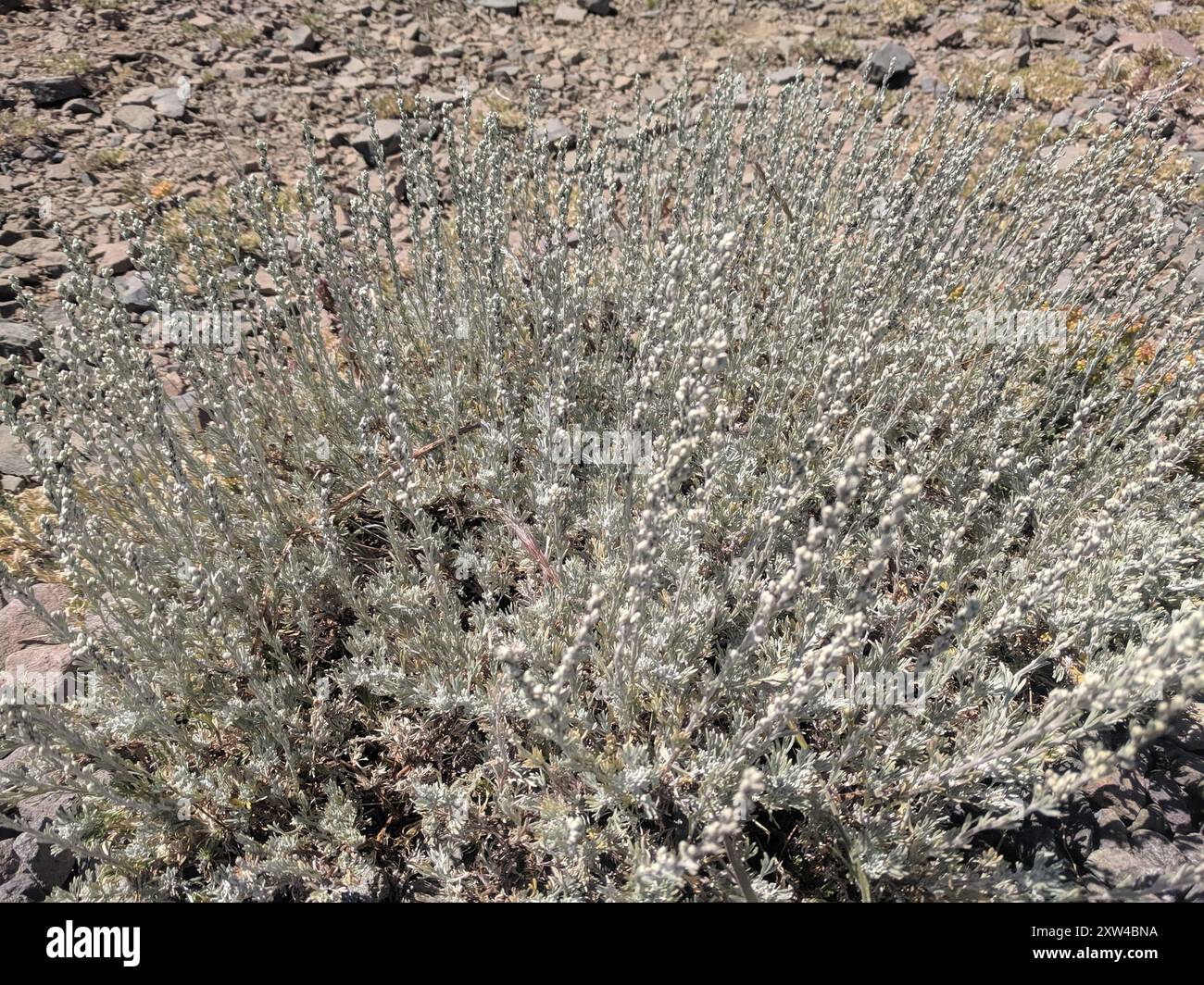 low sagebrush (Artemisia arbuscula) Plantae Stock Photo - Alamy