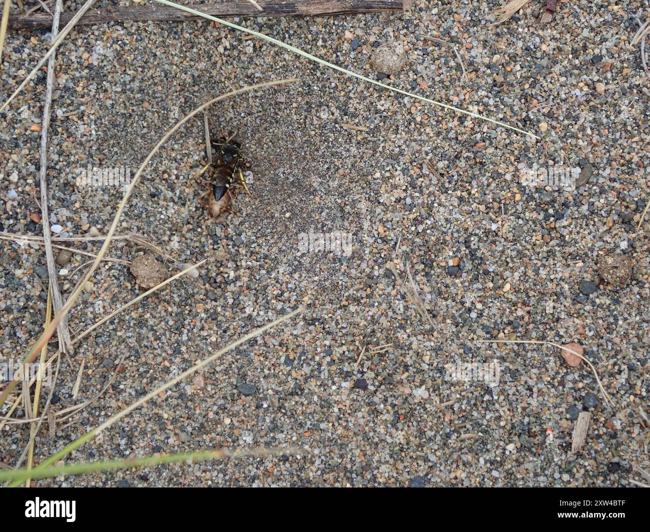 Four-banded Stink Bug Wasp (Bicyrtes quadrifasciatus) Insecta Stock ...