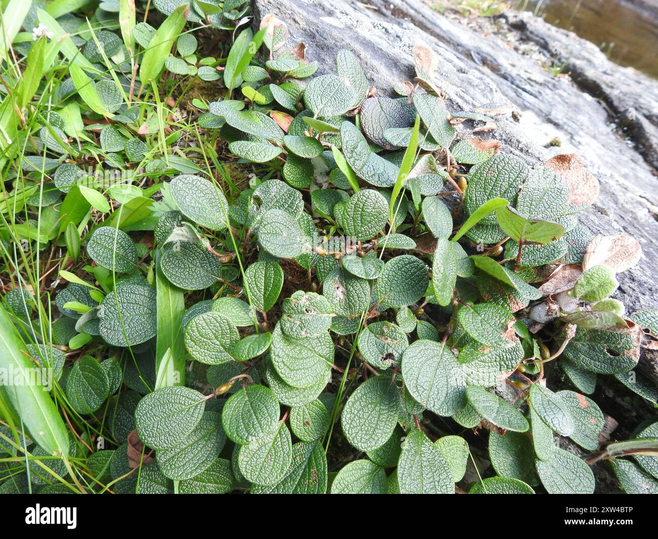 Net-leaved Willow (Salix reticulata) Plantae Stock Photo - Alamy