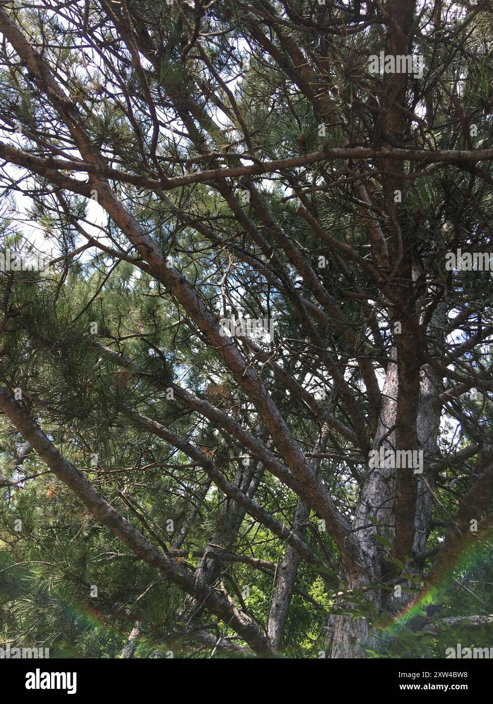 Crimean Pine (Pinus nigra pallasiana) Plantae Stock Photo - Alamy