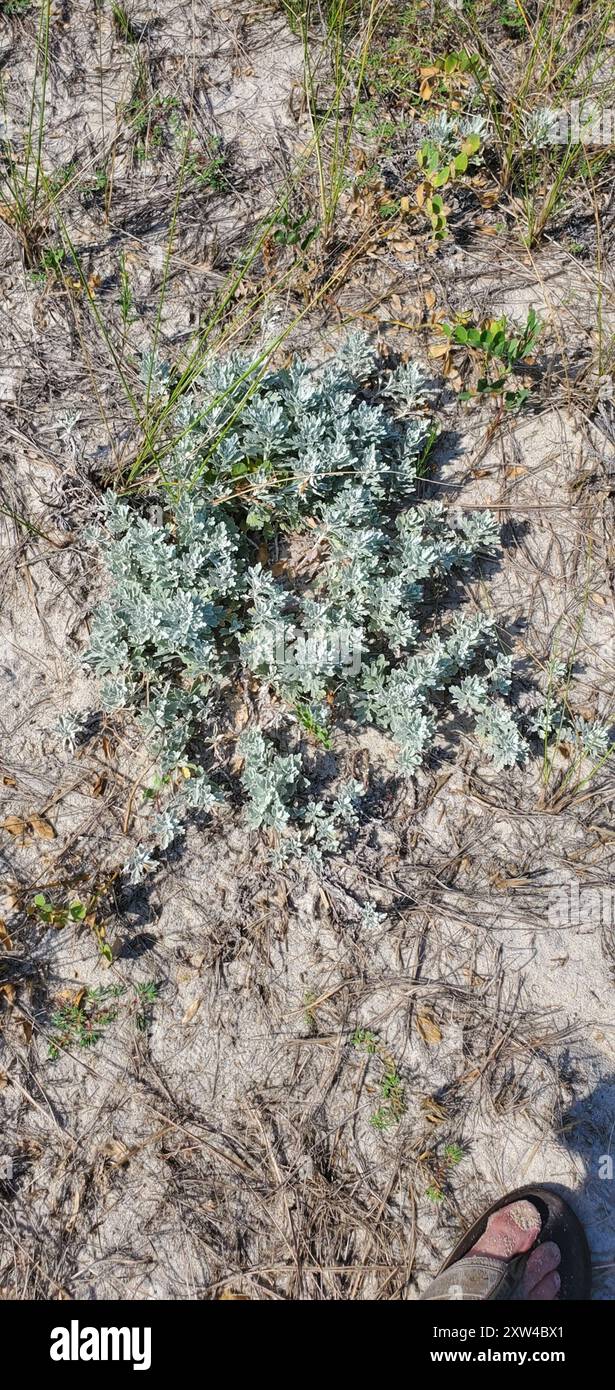 Hoary Mugwort (Artemisia stelleriana) Plantae Stock Photo - Alamy