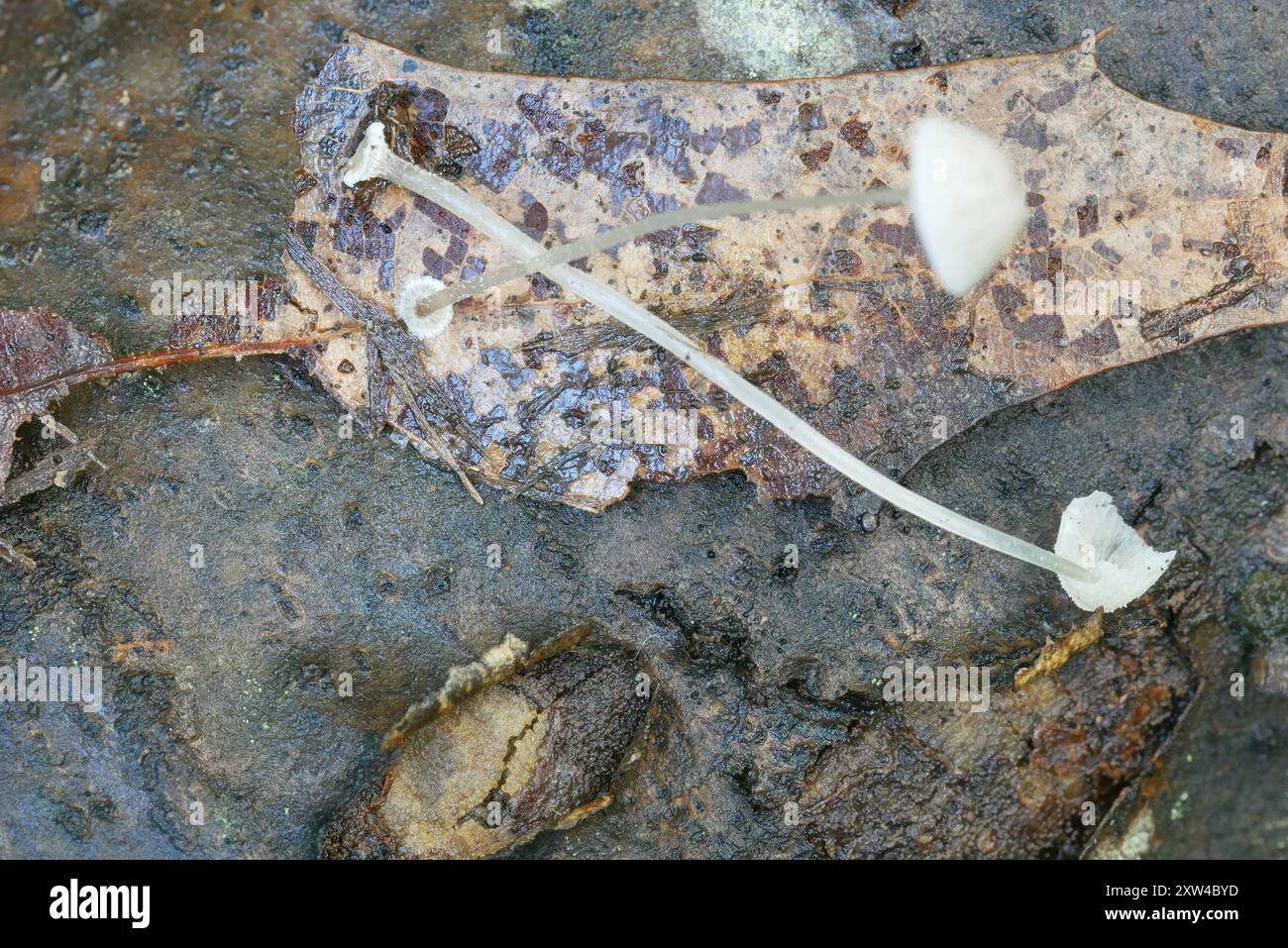 bulbous bonnet (Mycena stylobates) Fungi Stock Photo - Alamy