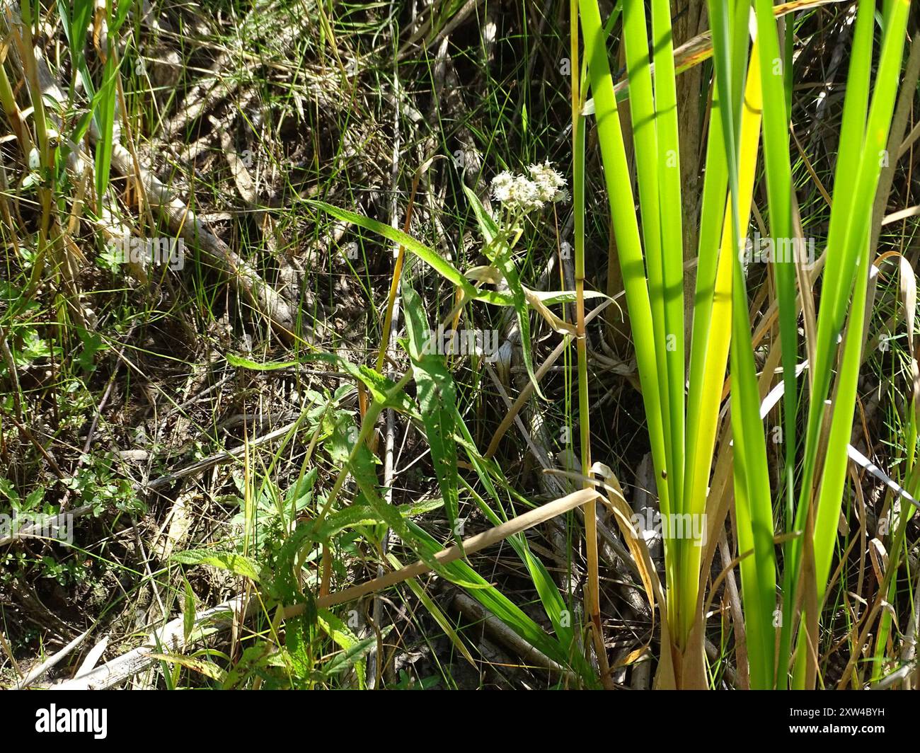 common boneset (Eupatorium perfoliatum) Plantae Stock Photo - Alamy