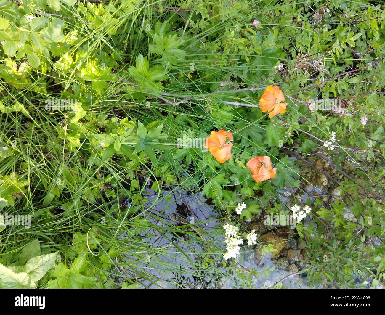 shasta lily (Lilium pardalinum shastense) Plantae Stock Photo - Alamy