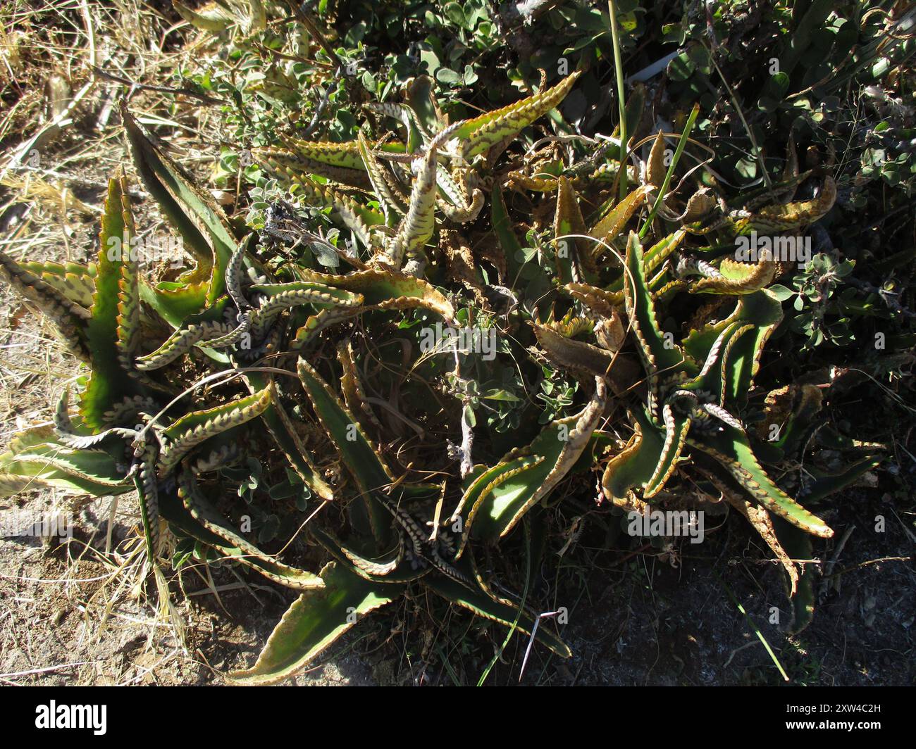 Alligator Plant (Kalanchoe daigremontiana) Plantae Stock Photo - Alamy