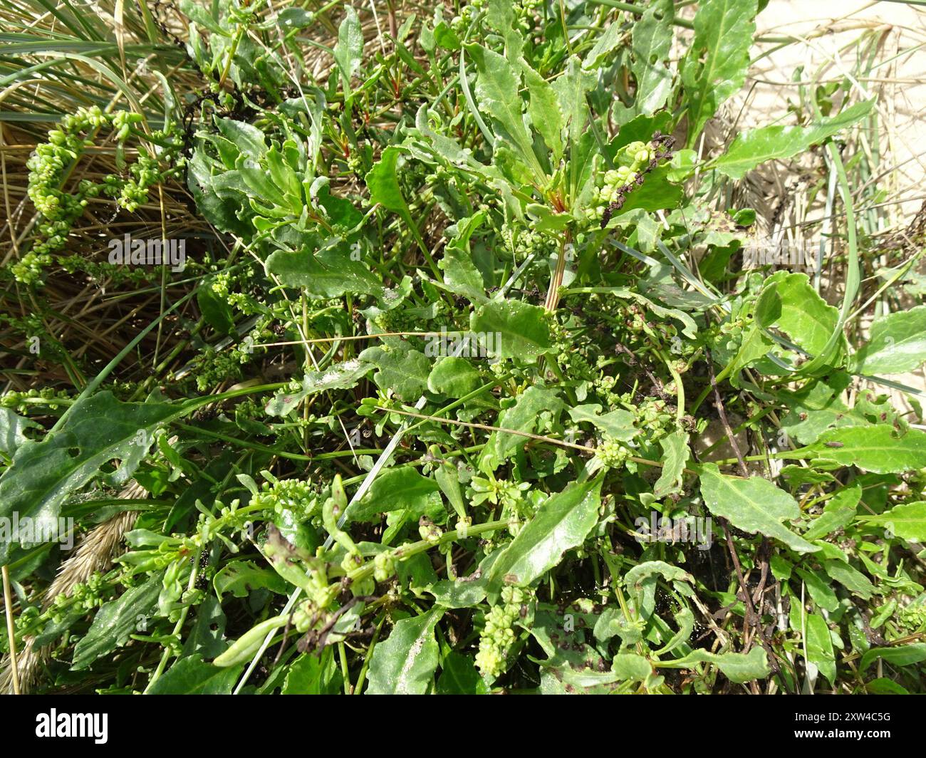 sea beet (Beta vulgaris maritima) Plantae Stock Photo - Alamy