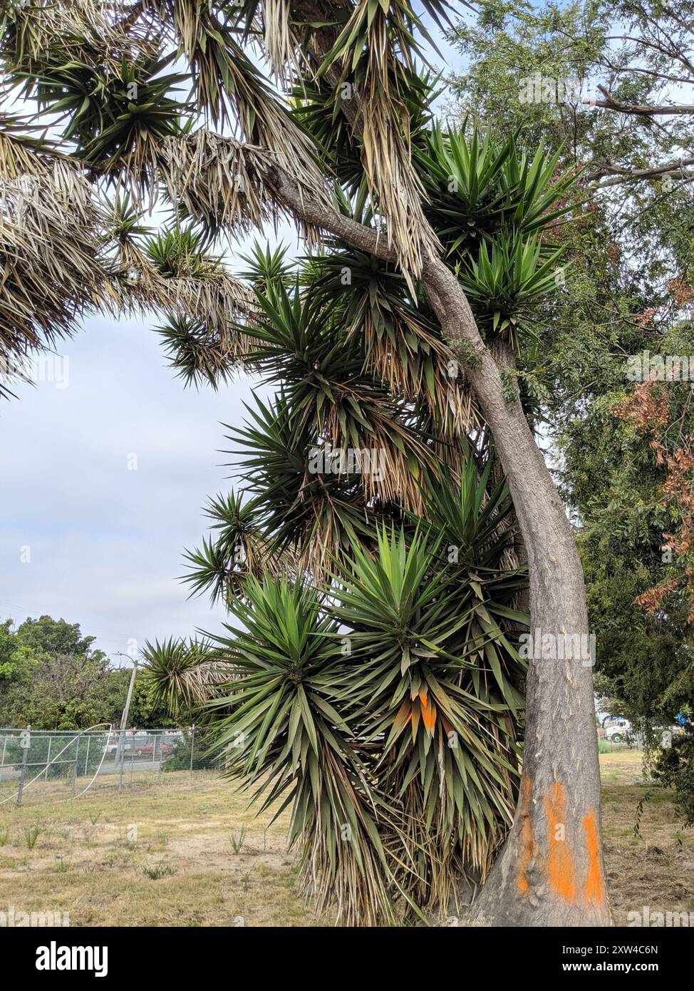 Spineless Yucca (Yucca gigantea) Plantae Stock Photo - Alamy