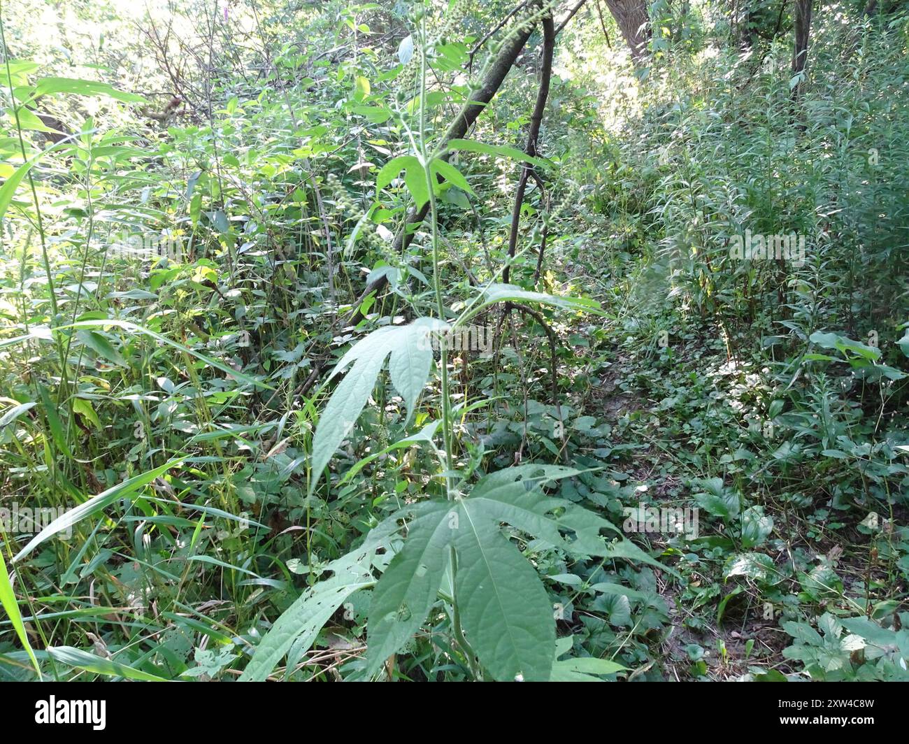 giant ragweed (Ambrosia trifida) Plantae Stock Photo - Alamy