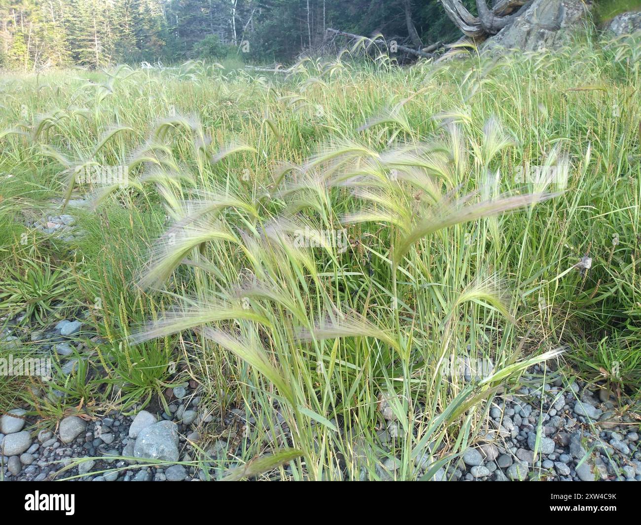 Foxtail Barley (Hordeum jubatum) Plantae Stock Photo - Alamy