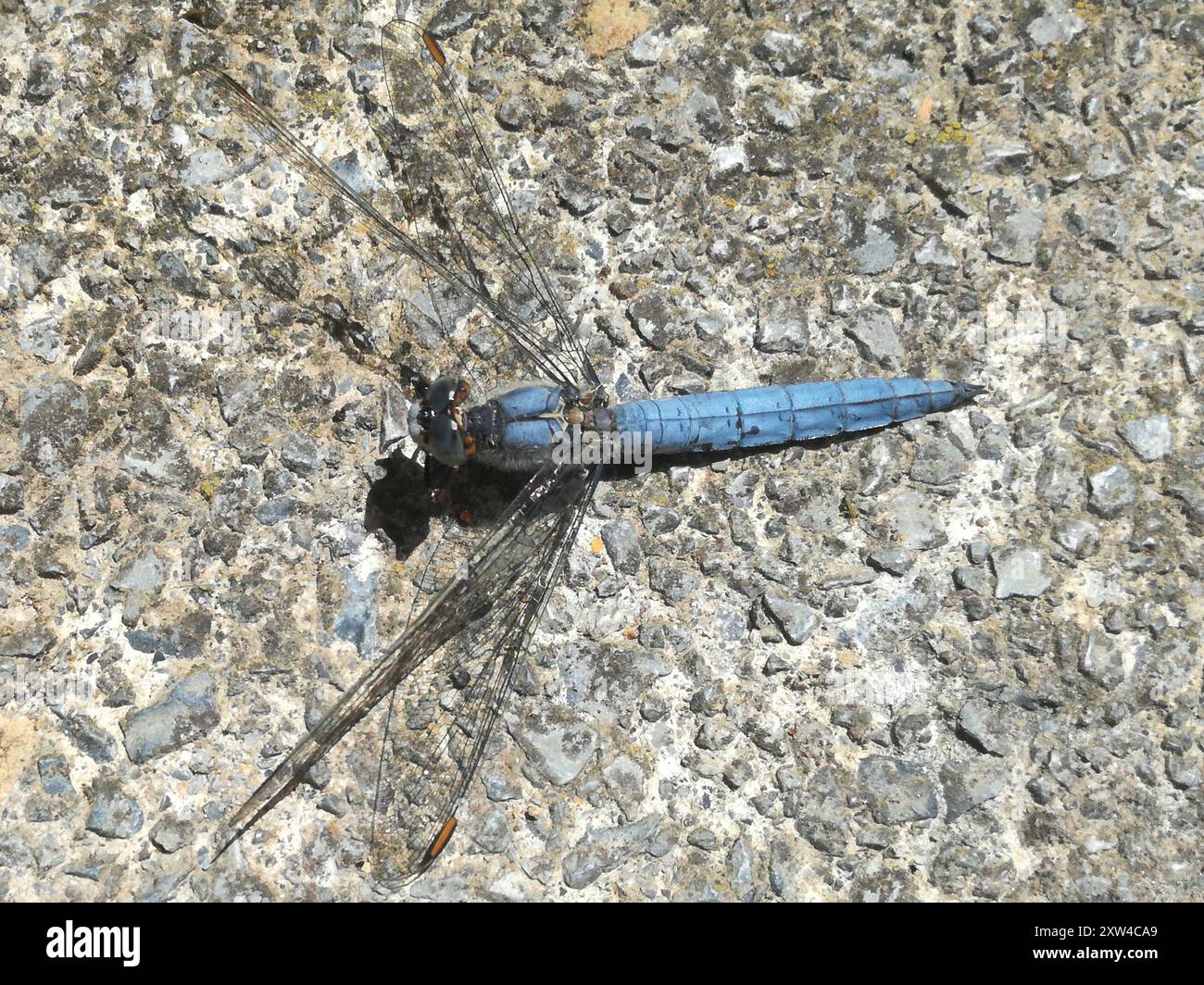 Southern Skimmer (Orthetrum brunneum) Insecta Stock Photo - Alamy
